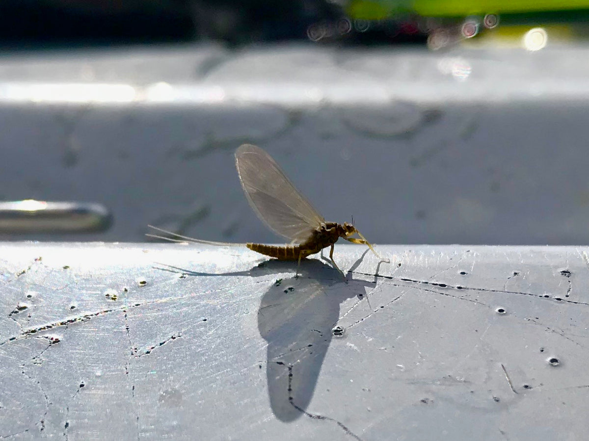 Bow River Report - May 8, 2018 – Fish Tales Fly Shop