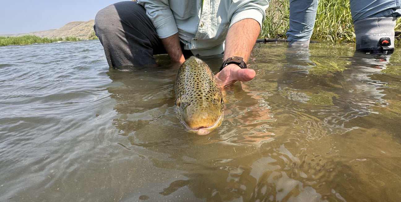 Bow River Fishing Reports | Fly Fishing Conditions at Calgary, Alberta ...