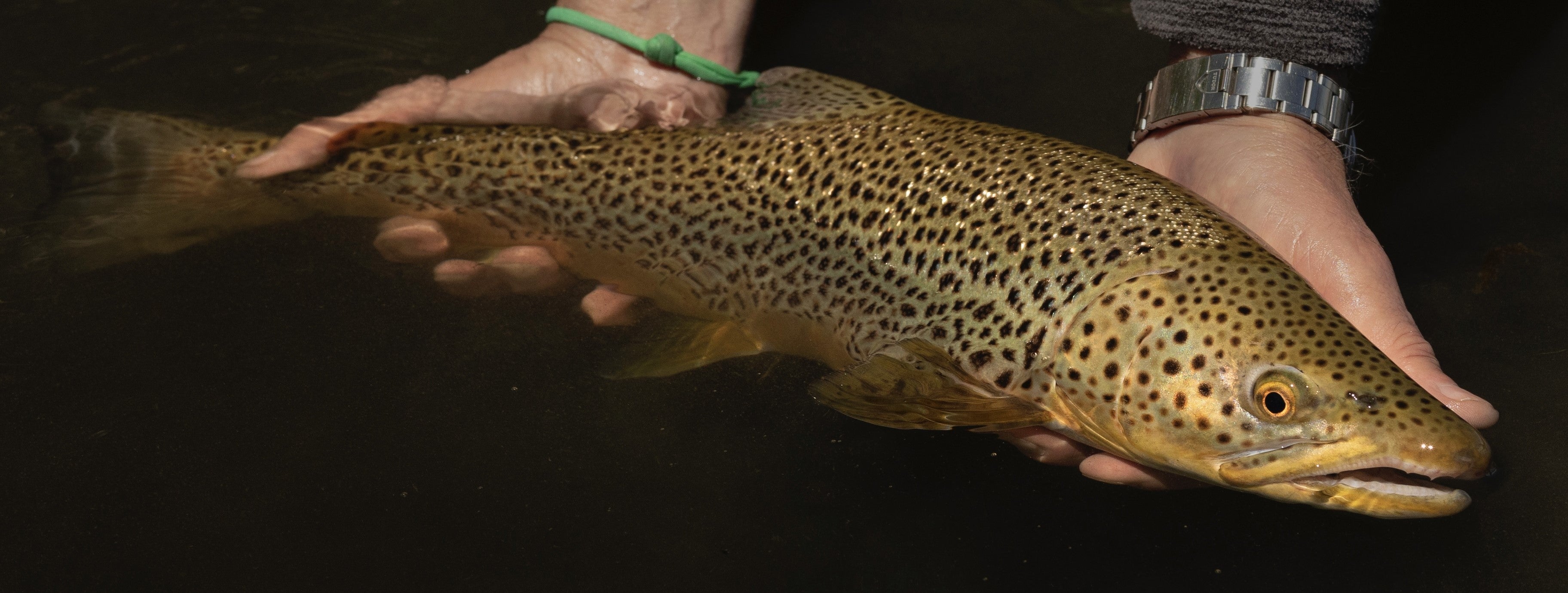 BOW RIVER FISHING REPORT JUNE 21, 2024 – Fish Tales Fly Shop