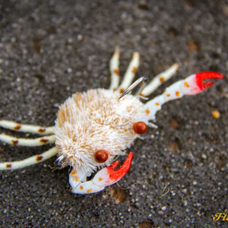 Beast Brushes Flats Craft Split Crab Legs | Flats Fly Tying Materials ...