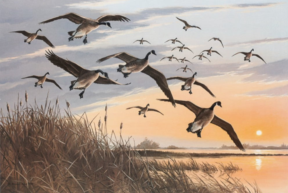 Maynard Reece - Sunset Canada Geese - Fine Art Print – Fish Tales Fly Shop